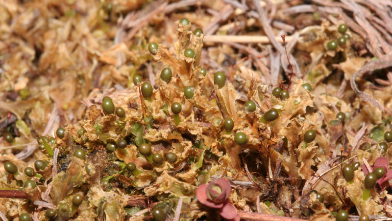 Blasia pusilla
