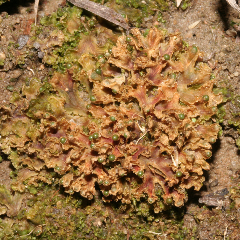 Blasia pusilla