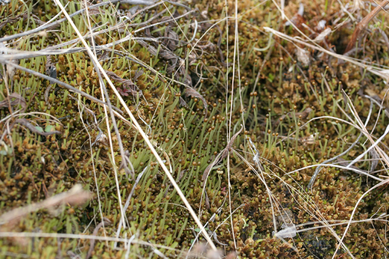 Blasia pusilla