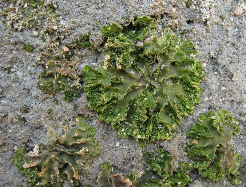 Blasia pusilla