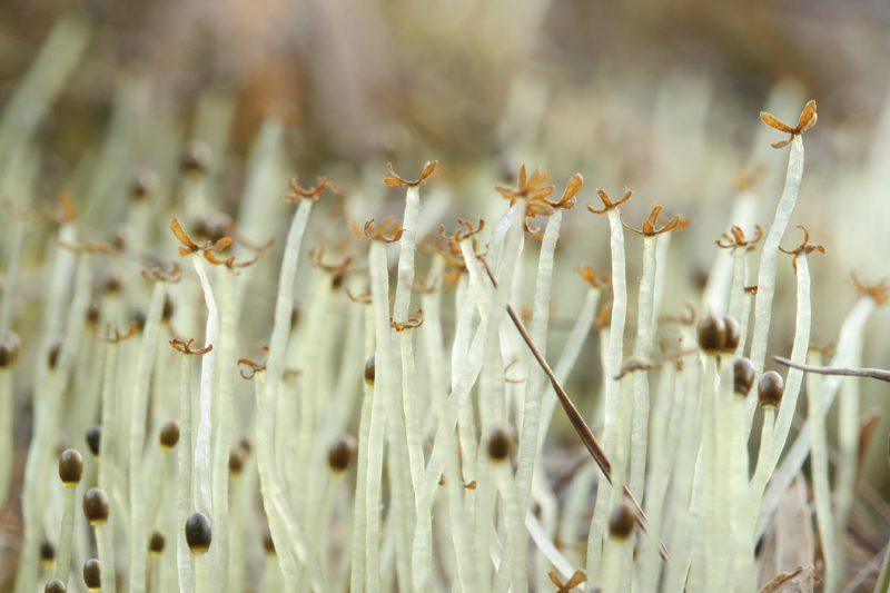 Blasia pusilla