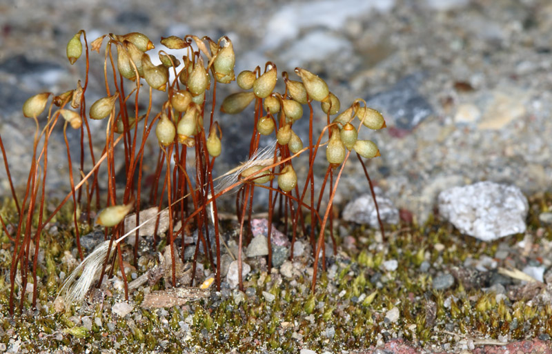 Bryum caespiticium