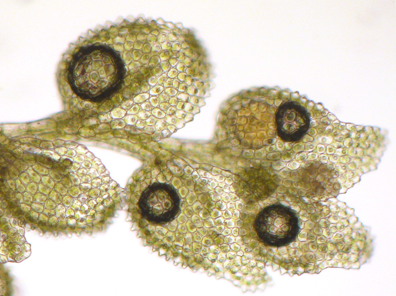 Cololejeunea biddlecomiae