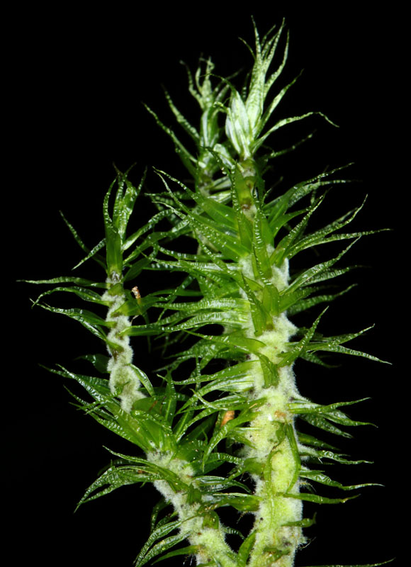Dicranum polysetum