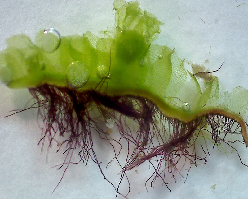 Fossombronia foveolata