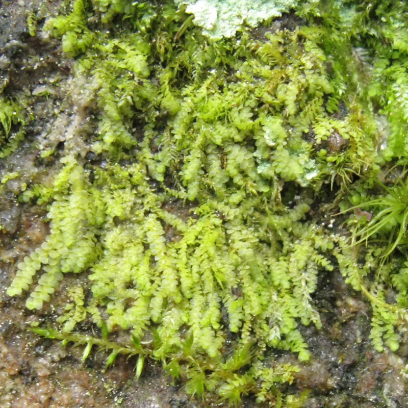 Lejeunea cavifolia