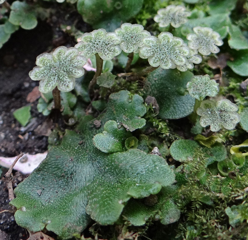 Marchantia polymorpha subsp. ruderalis