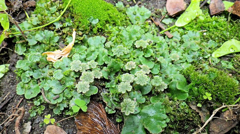 Marchantia polymorpha subsp. ruderalis
