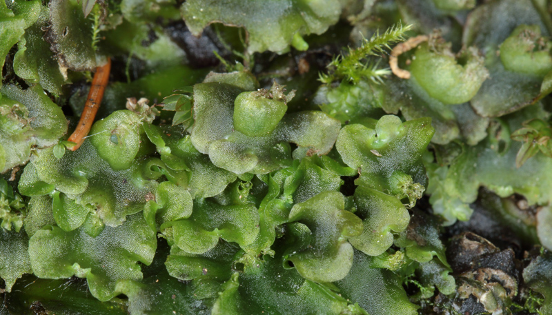 Apopellia megaspora