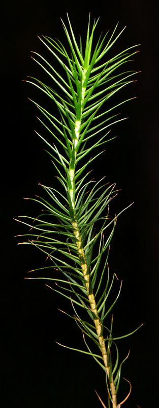 Polytrichum commune
