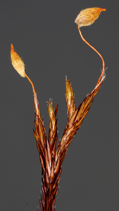 Polytrichum hyperboreum