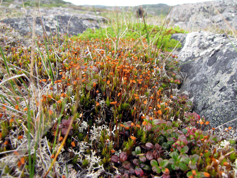 Polytrichum hyperboreum