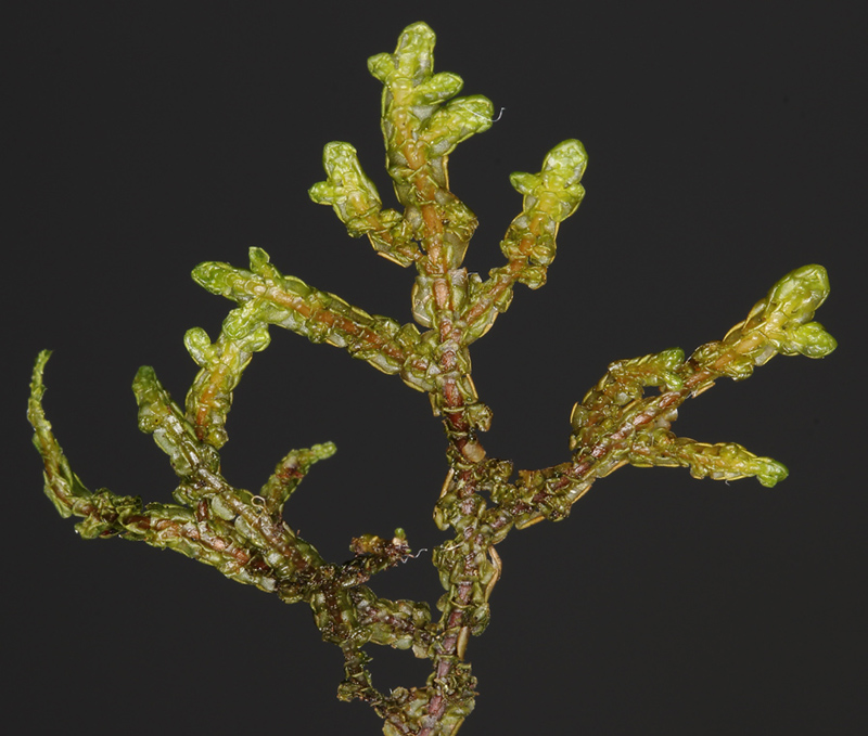 Porella platyphylla