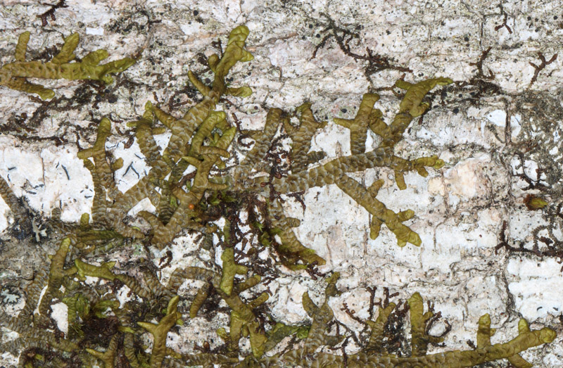Porella platyphylla