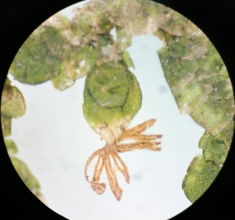 Porella platyphylla