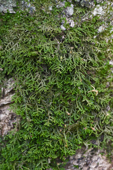 Porella platyphylla