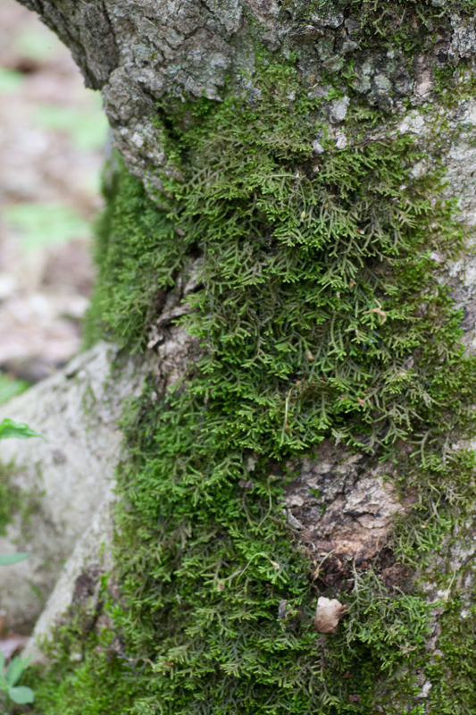 Porella platyphylla