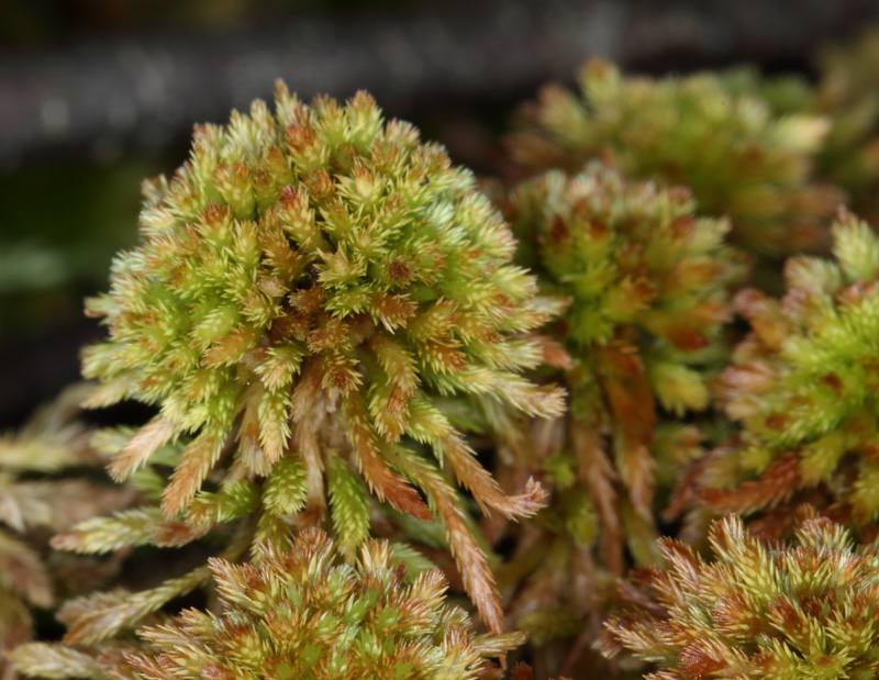 Sphagnum wulfianum