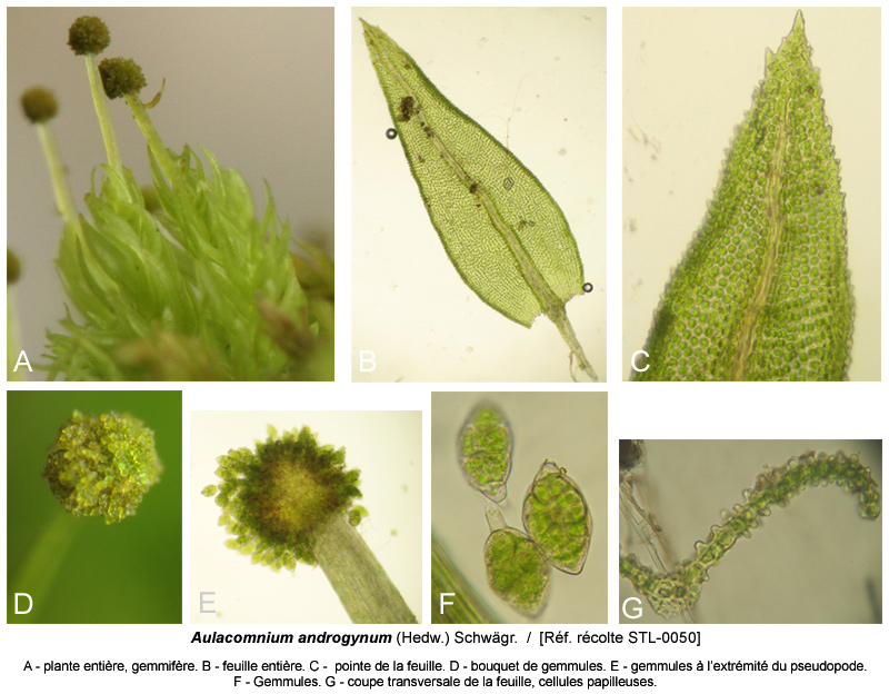 BRYOQUEL, mousses : cartes et planches